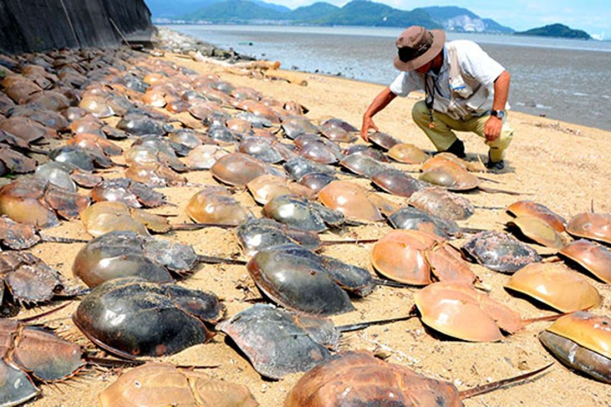 Why are all these crabs mysteriously dying in Japan? | South China ...