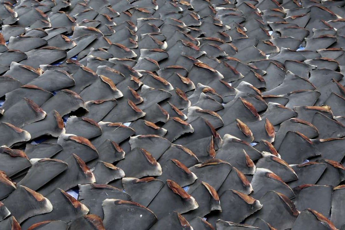 Why appetite for shark fin continues to grow despite efforts to stem ...