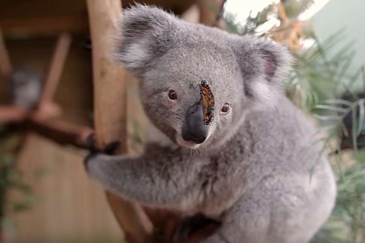 A butterfly photobombing this koala may be the cutest thing you will ...