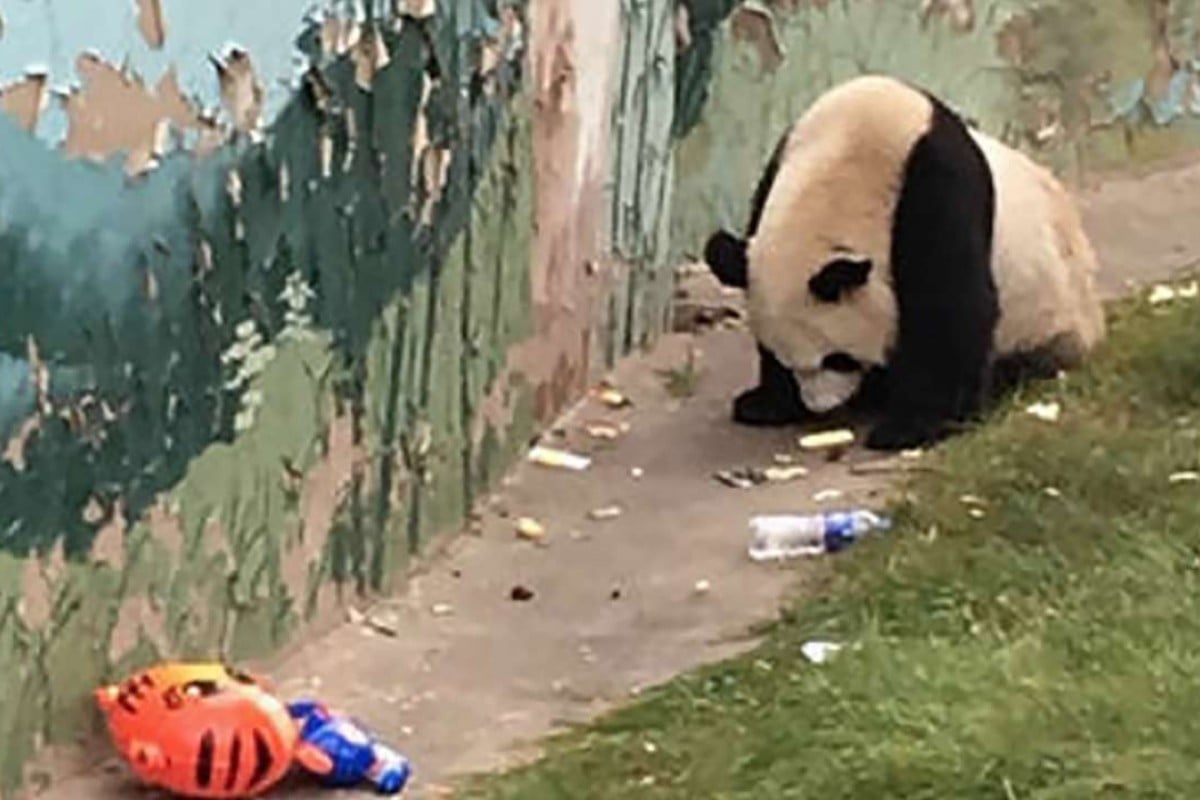 Plight of ‘world’s most miserable giant panda’ sparks online uproar ...