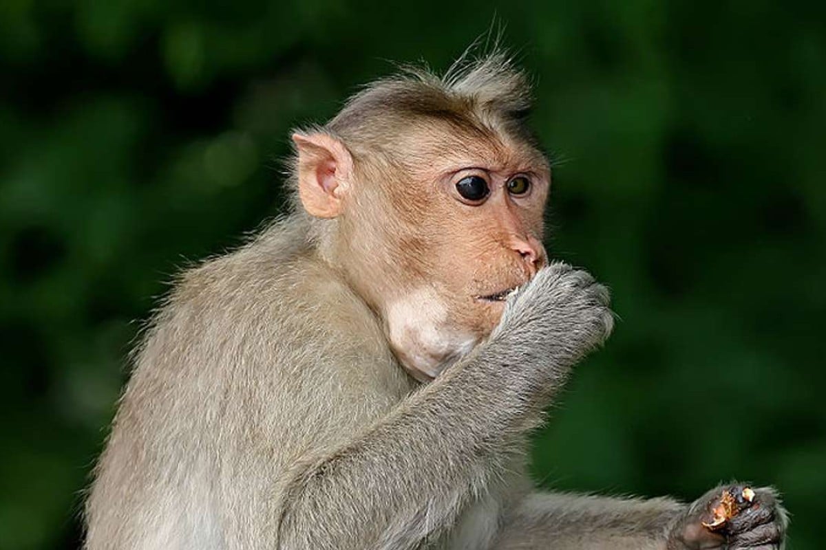 Japanese researchers repair monkey hearts with artificial stem cells ...