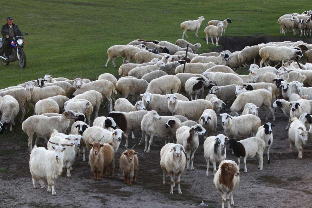 Why grass now costs more than sheep on China’s vast Inner Mongolian ...