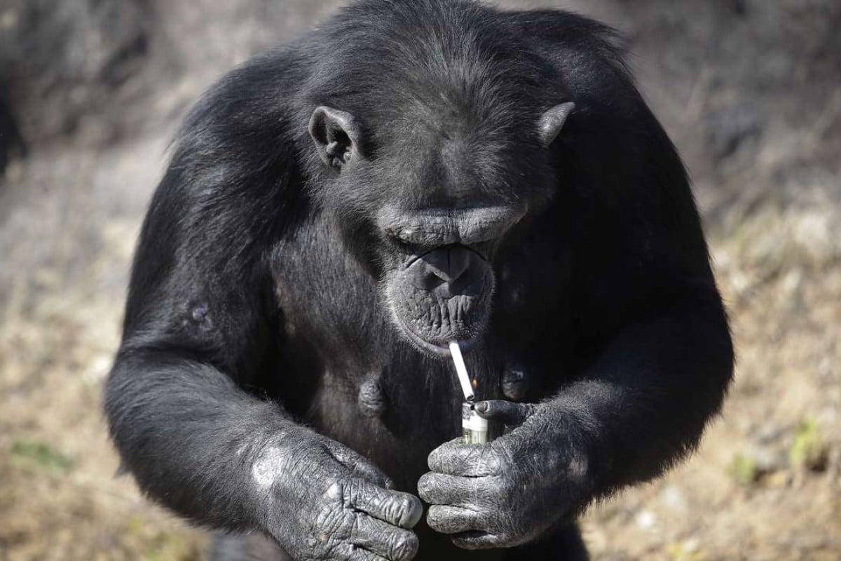 Meet Azalea the smoking chimp, new star at Pyongyang zoo | South China ...