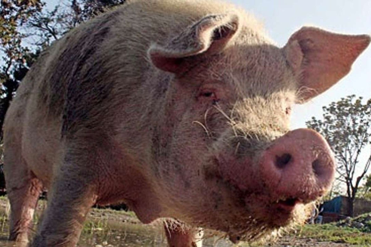 Meet Khanzir, the only pig in Afghanistan - and perhaps the loneliest ...