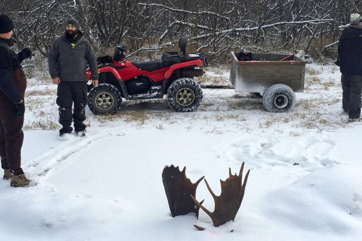 Two Moose ‘frozen In Time Mid Fight Near Remote Alaska Village South