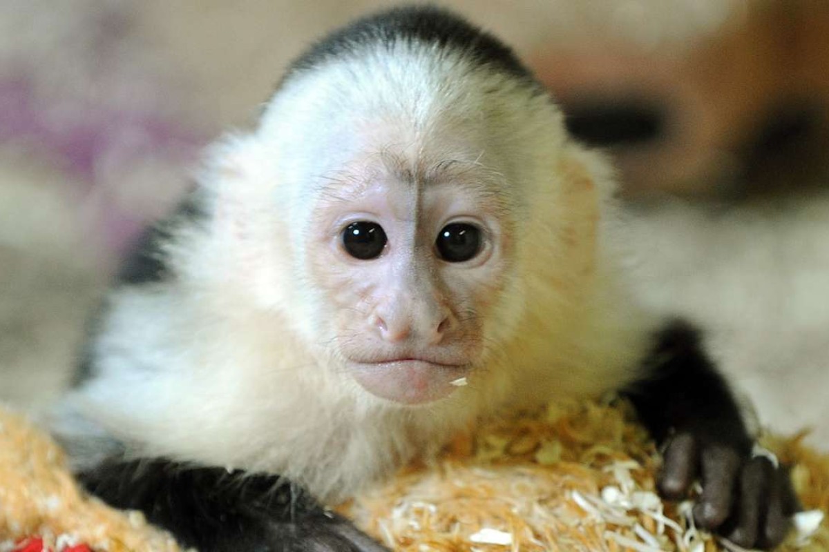 Pet monkey incident triggers Libya clashes, leaving 20 people dead and ...