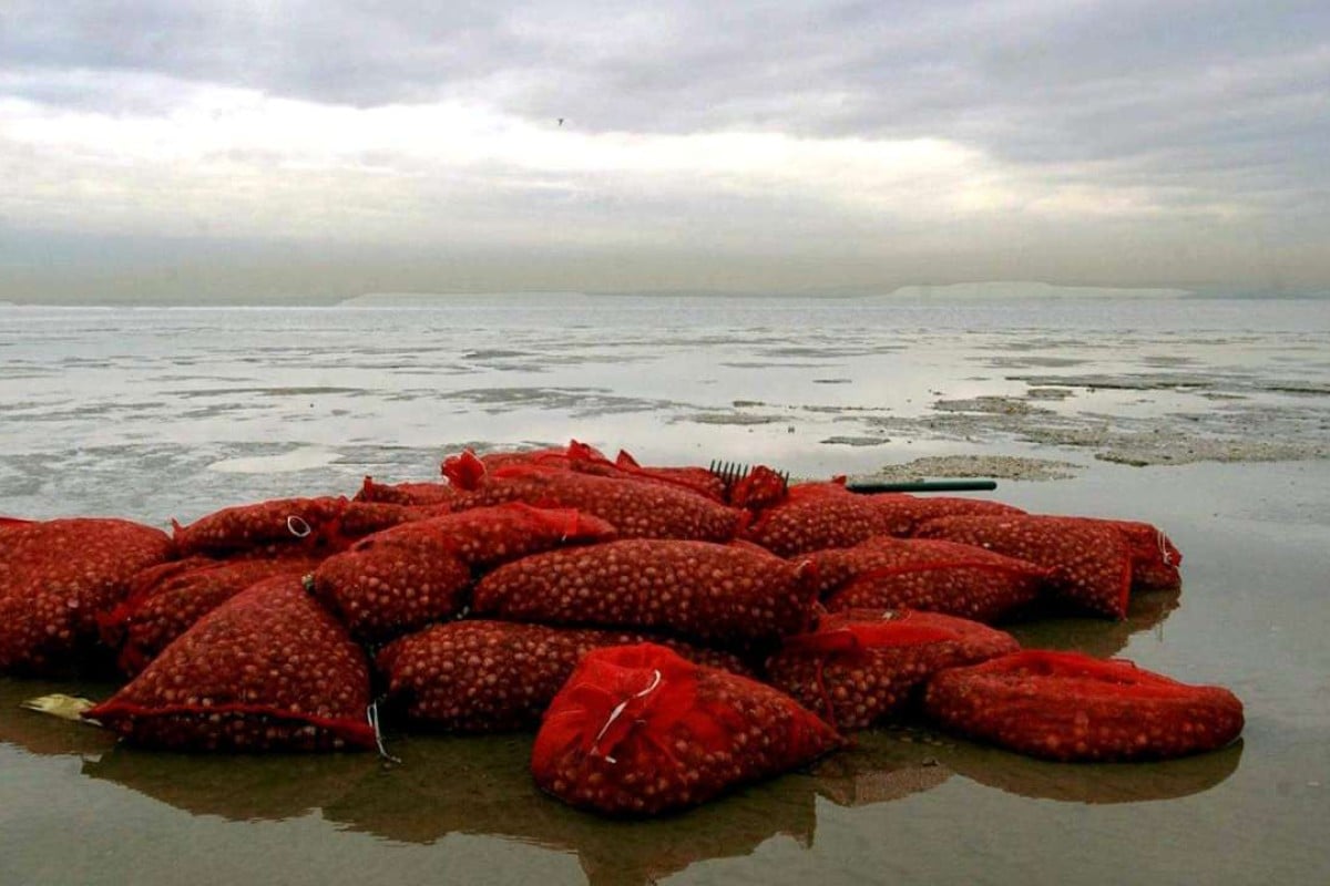 How a musical about Morecambe Bay’s tragic Chinese cockle-pickers has ...