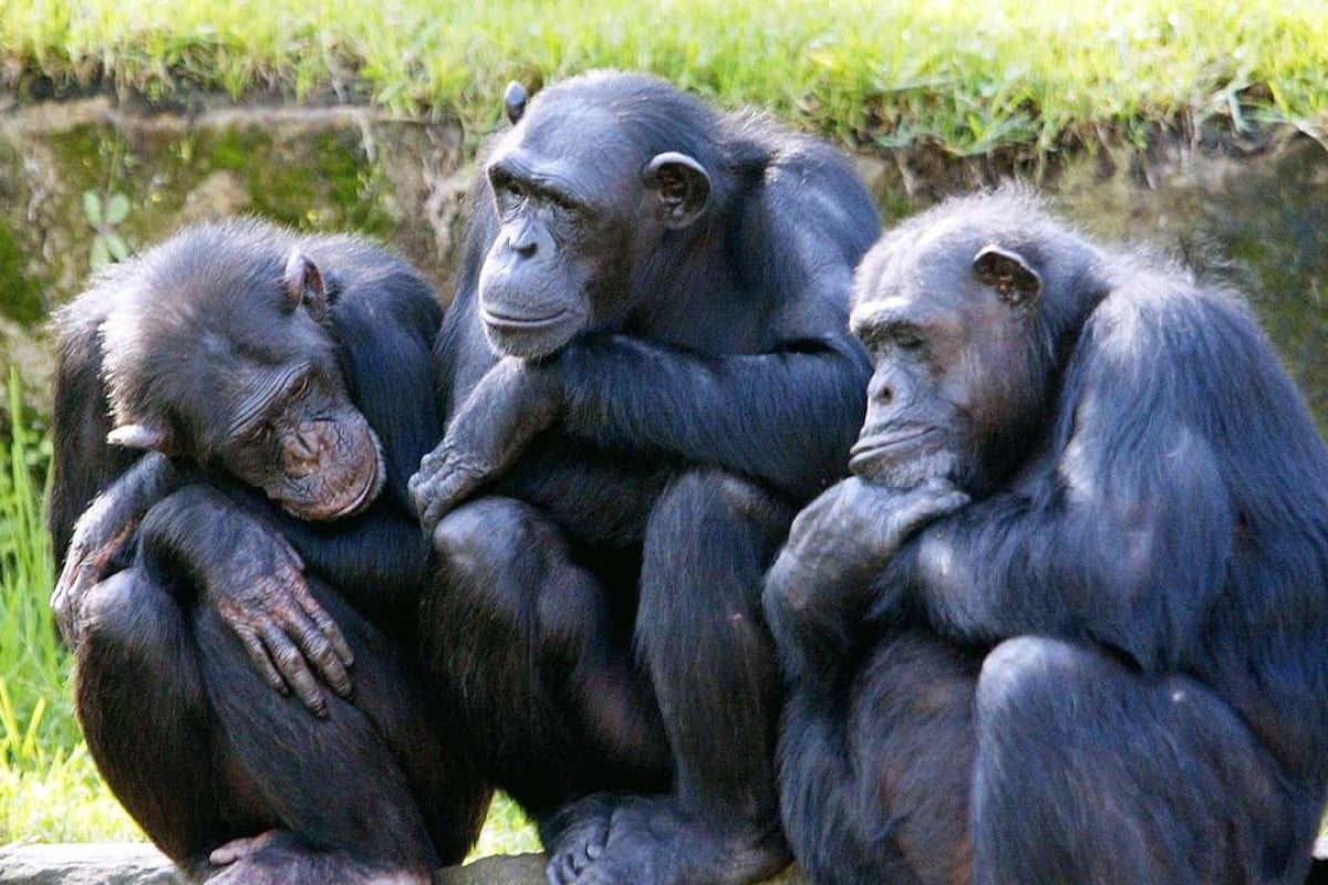 Do I know you from somewhere? Chimpanzees recognise bums like people ...