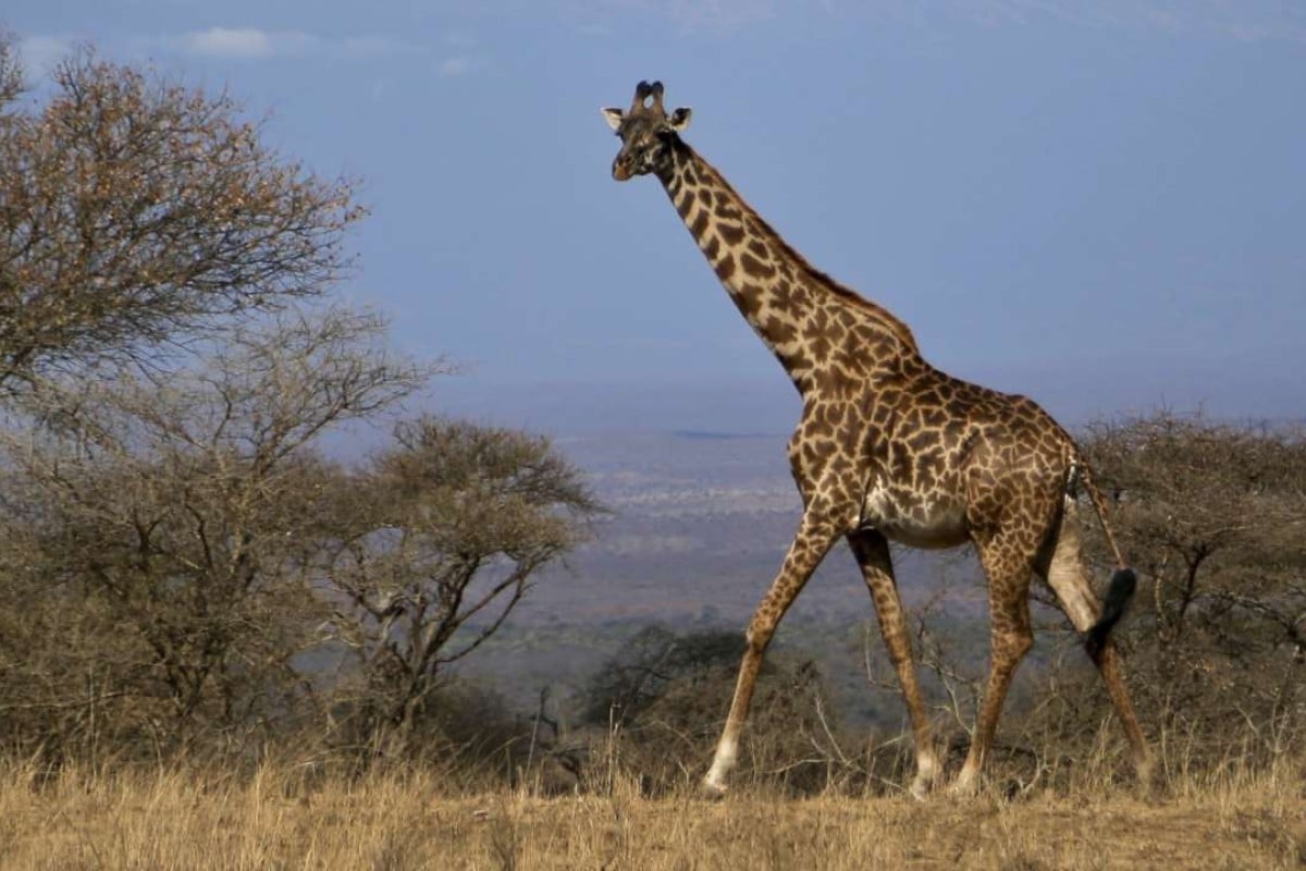 Giraffes added to extinction watch list as conservationists warn ...