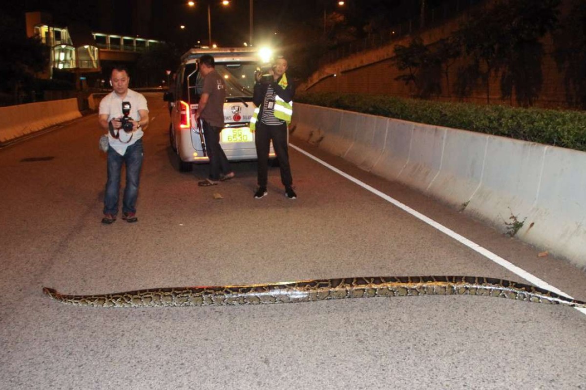 Hong Kong snake catcher grapples with 3.5-metre python, his biggest in ...