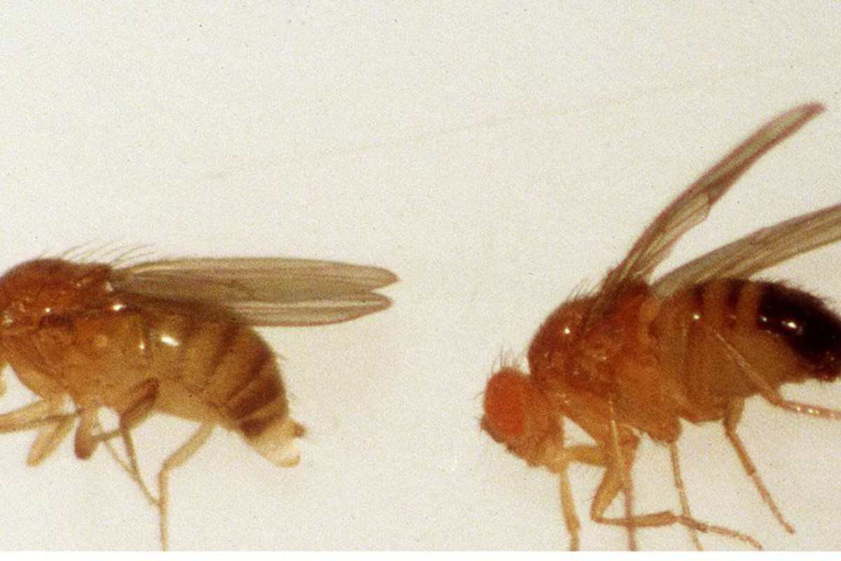 Chinese researchers find ‘obesity neurons’ in brains of fruit flies ...