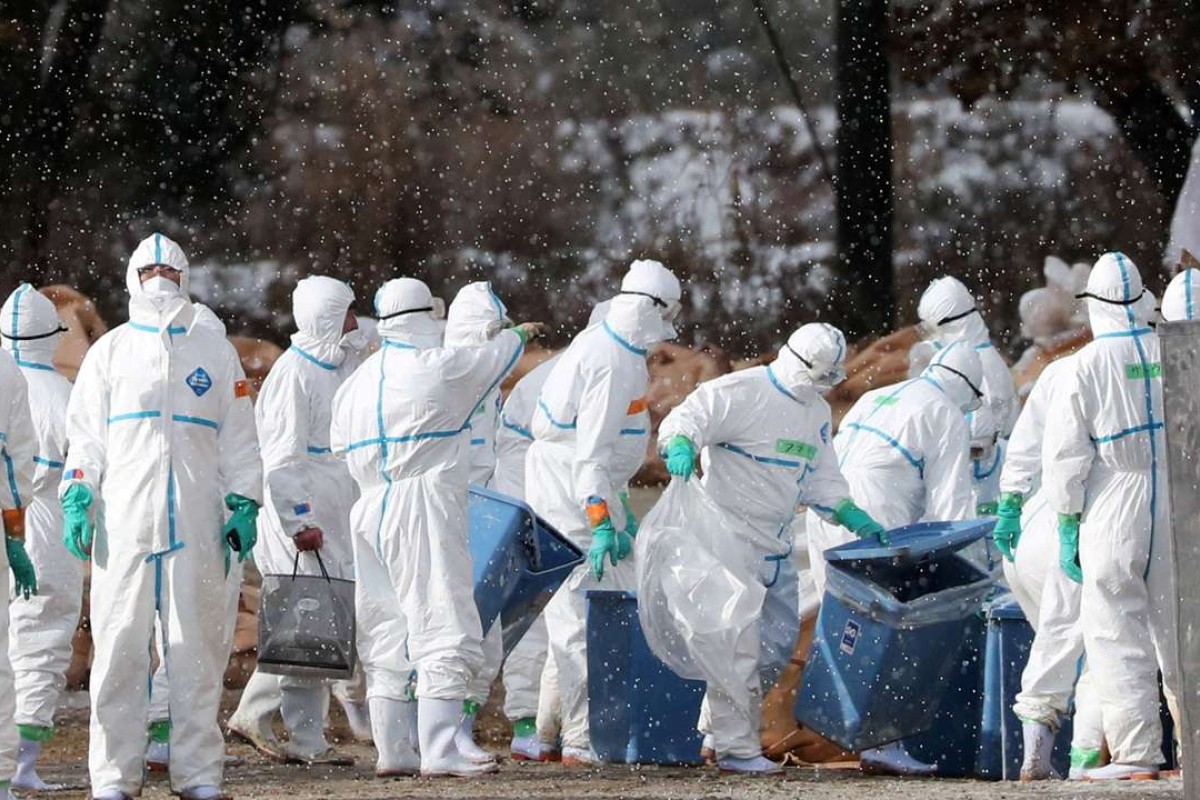 China confirms third case of human bird flu in a week | South China ...