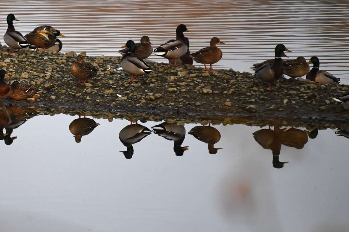 France orders massive duck cull to contain bird flu | South China ...