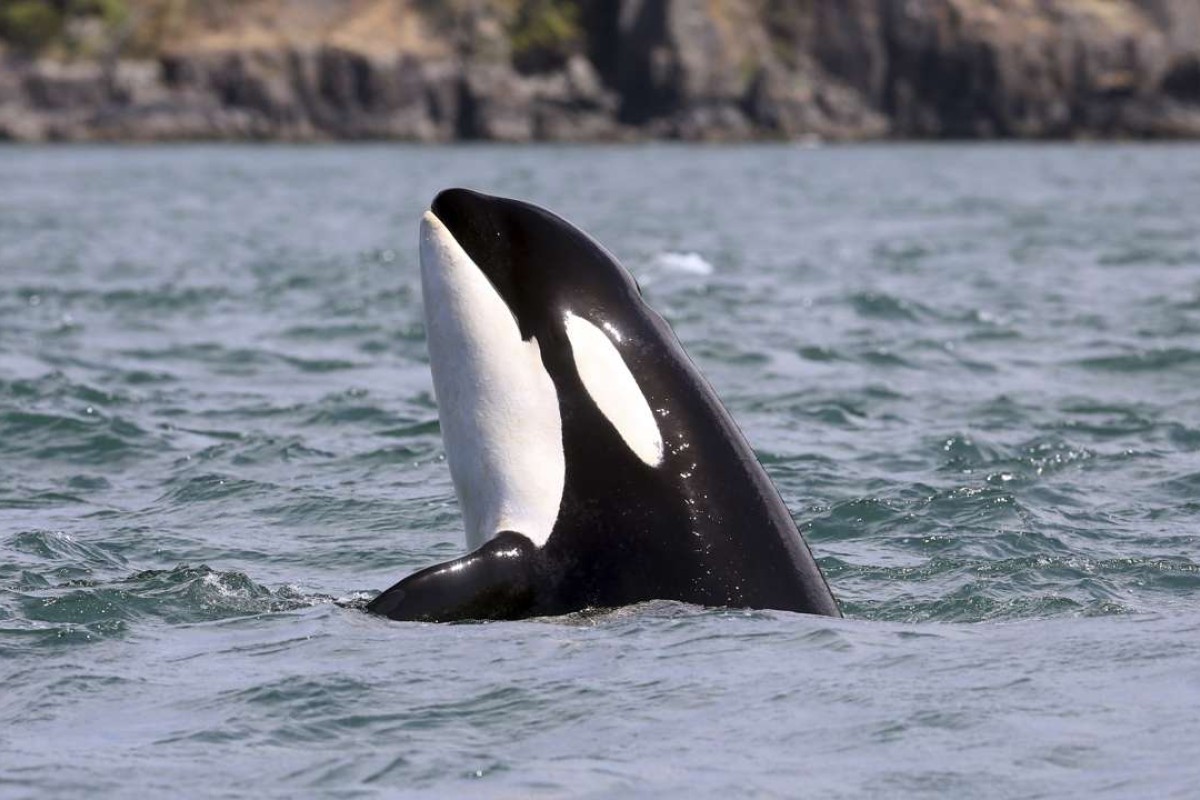 105-year-old ‘Granny’, world’s oldest known orca, presumed dead in blow ...