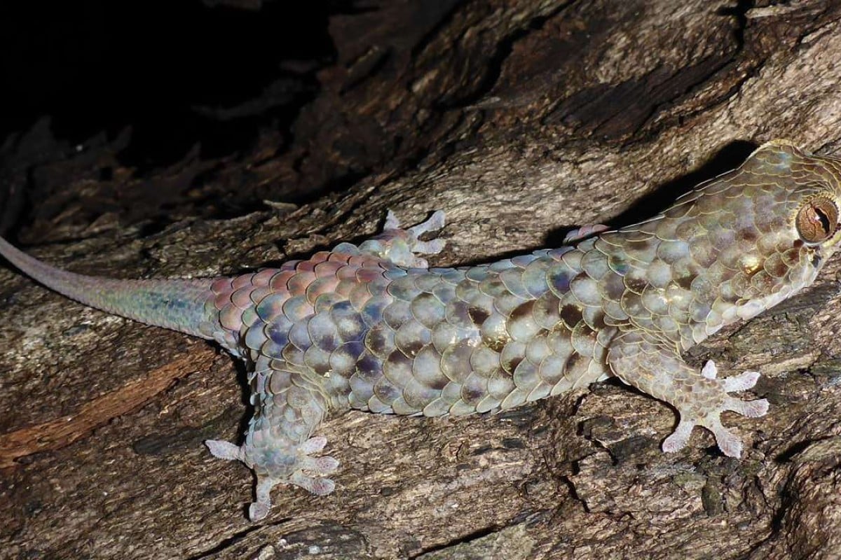 Newly discovered gecko has a disgusting escape trick: it peels off its ...