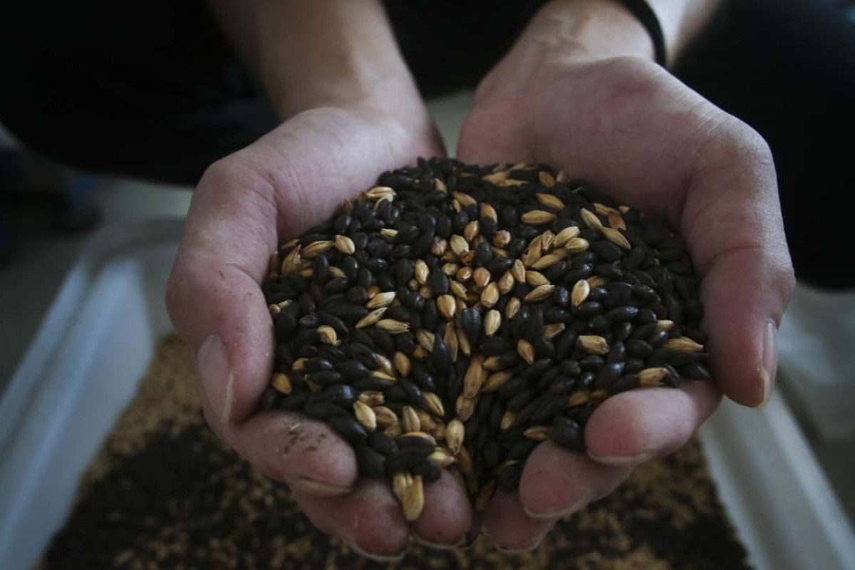 How beer brewed 5,000 years ago in China tastes today | South China ...