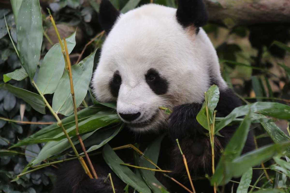 How Hong Kong’s Ocean Park keeps the bamboo farm-fresh for picky pandas | South China Morning Post
