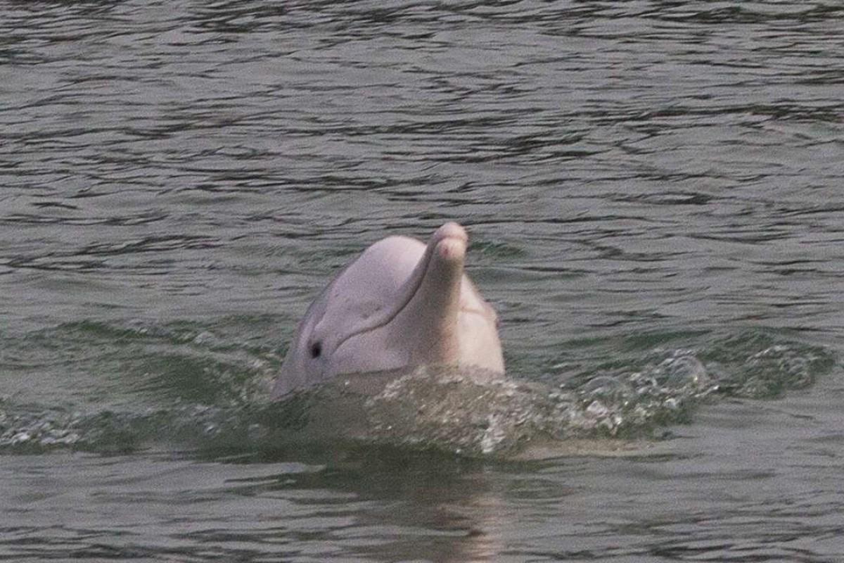 Extinction threat faced by pink dolphins in waters around Hong Kong far ...
