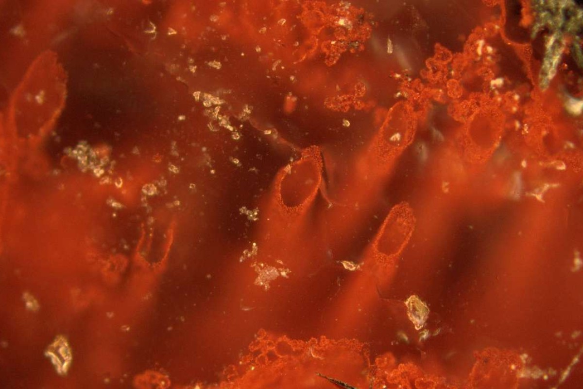 Are these ‘microfossils’ the oldest evidence of life on Earth, at 3.77 ...