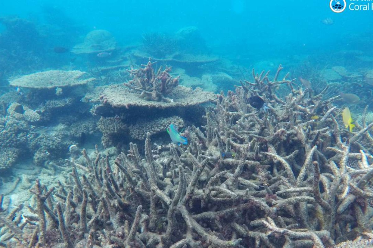Coral reefs to die if global warming is not defeated | South China ...