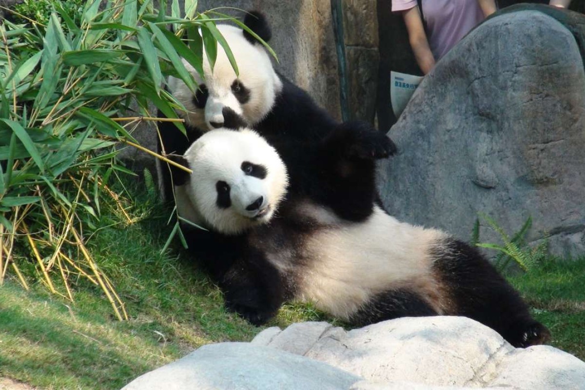 Ocean Park’s pandas get some privacy for mating season | South China ...
