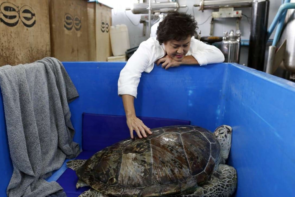 Thais shell-shocked as coin-swallowing turtle dies after surgery ...