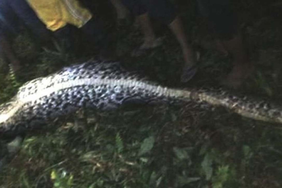 An Indonesian man disappears, and villagers find his body inside a ...