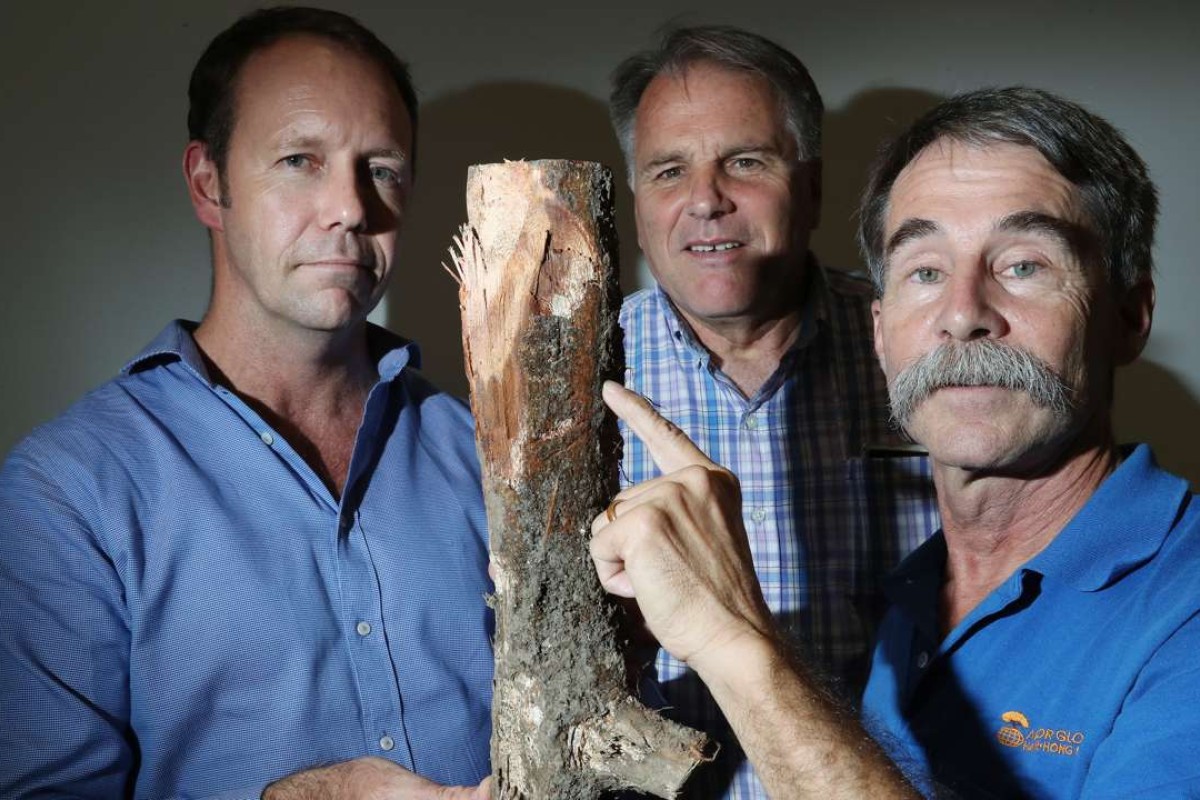 Experts get to the root of Hong Kong tree disease problem | South China ...