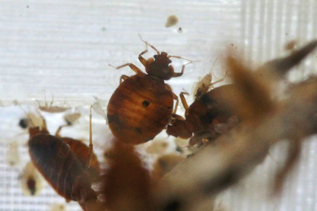 The 200,000-year history of how bedbugs infested our minds and homes ...