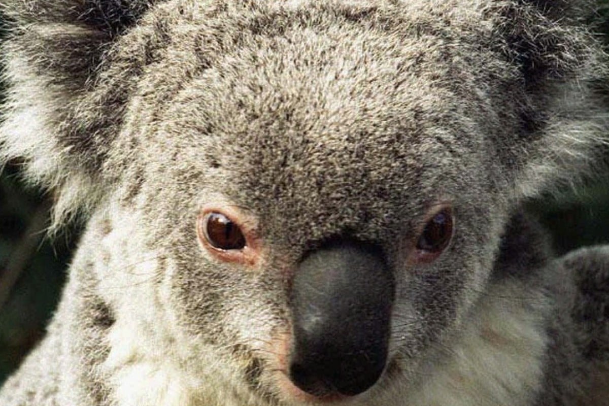 Tree clearing may have killed 180 koalas in Australia in just two years ...
