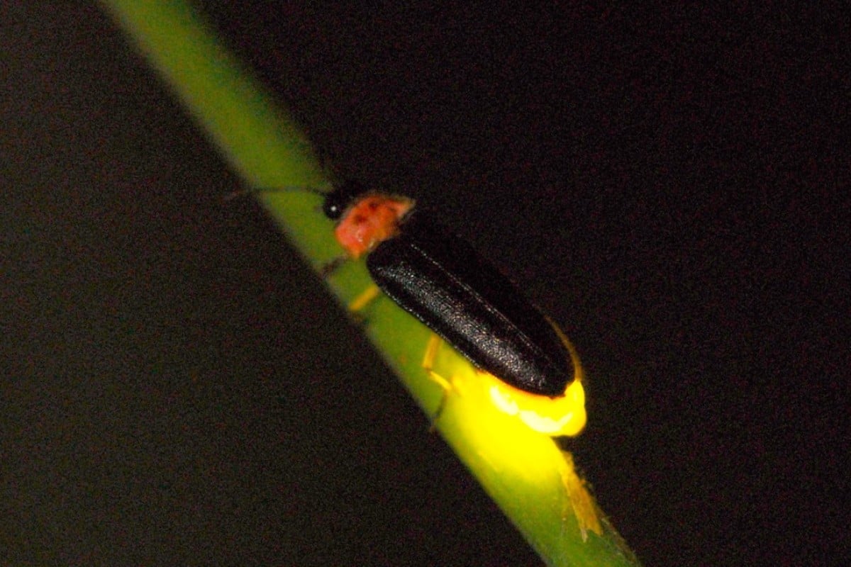 Sale of fireflies ‘banned’ on Chinese online shopping sites | South ...