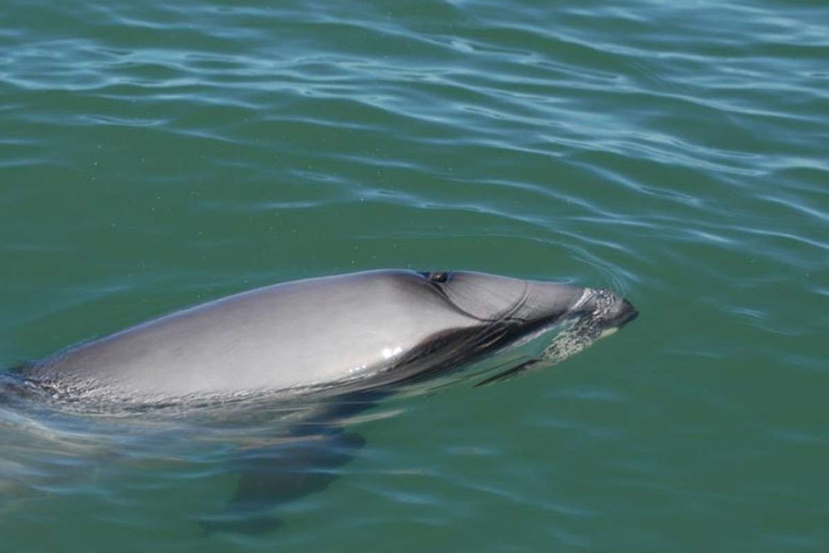 New Zealand scientists to eavesdrop on Maui dolphins for answers on ...