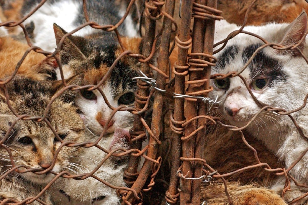 Police save over 500 cats from the dinner table in eastern China ...