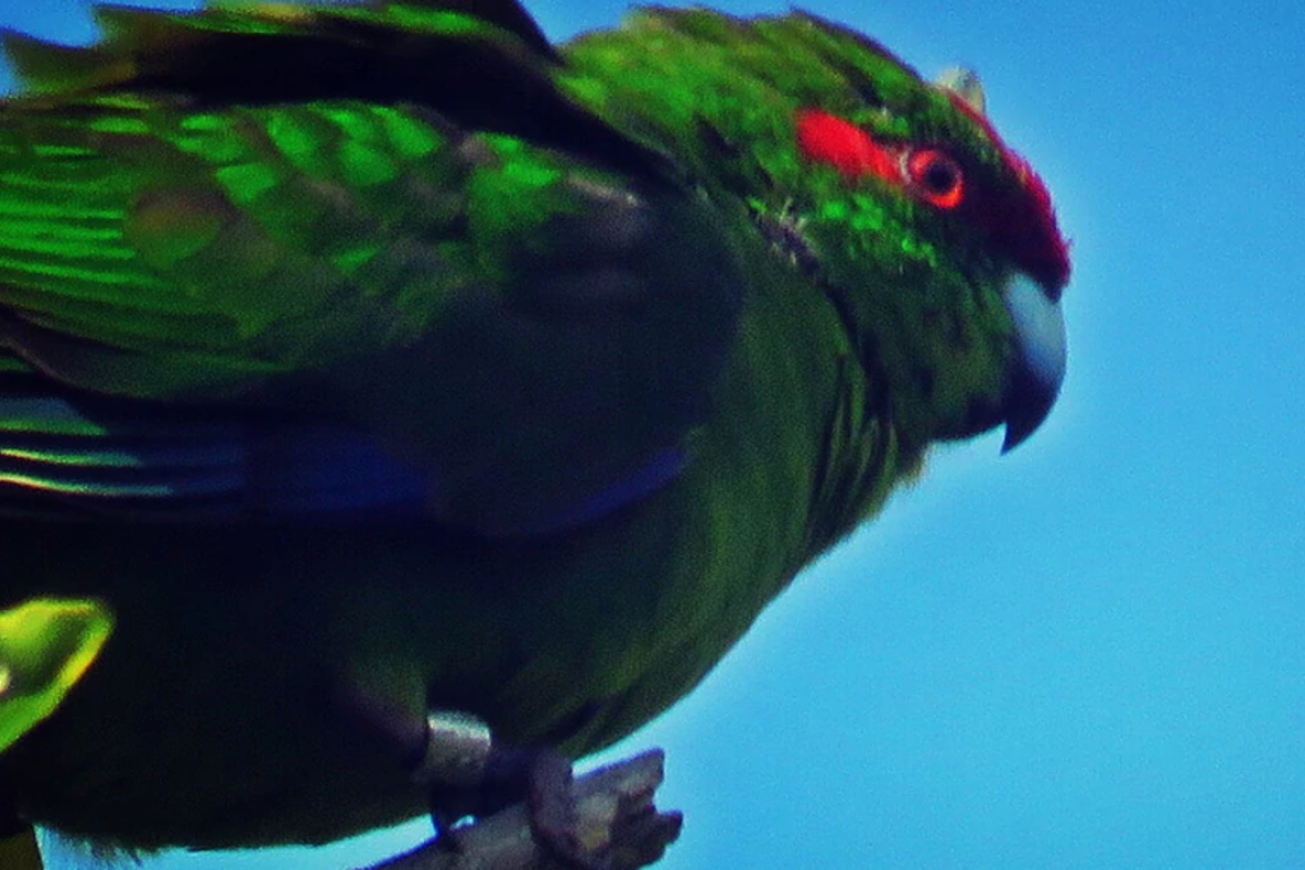 Colourful parakeet back in New Zealand bay after absence of more than ...