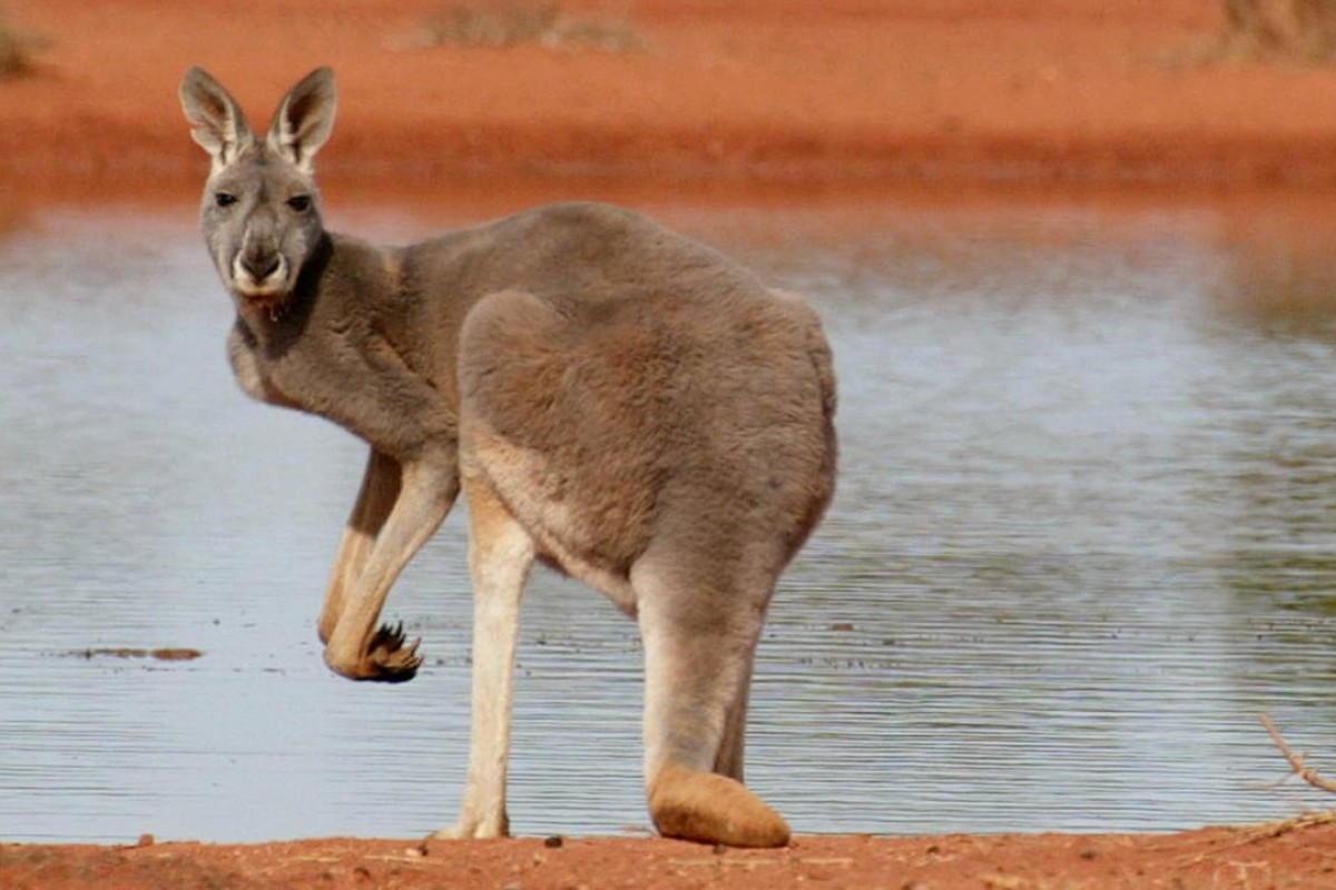 Caught on the hop: Volvo admits its self-driving cars are confused by ...