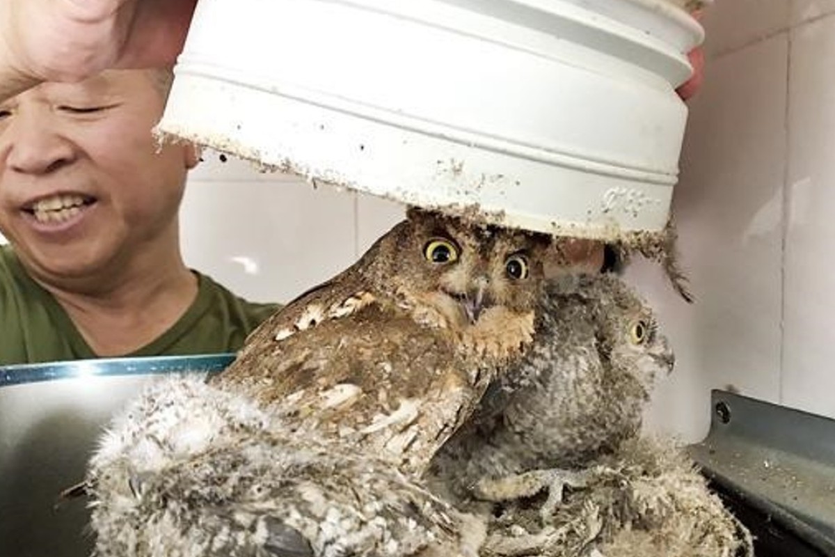 Chinese woman finds family of owls nesting inside her range hood ...
