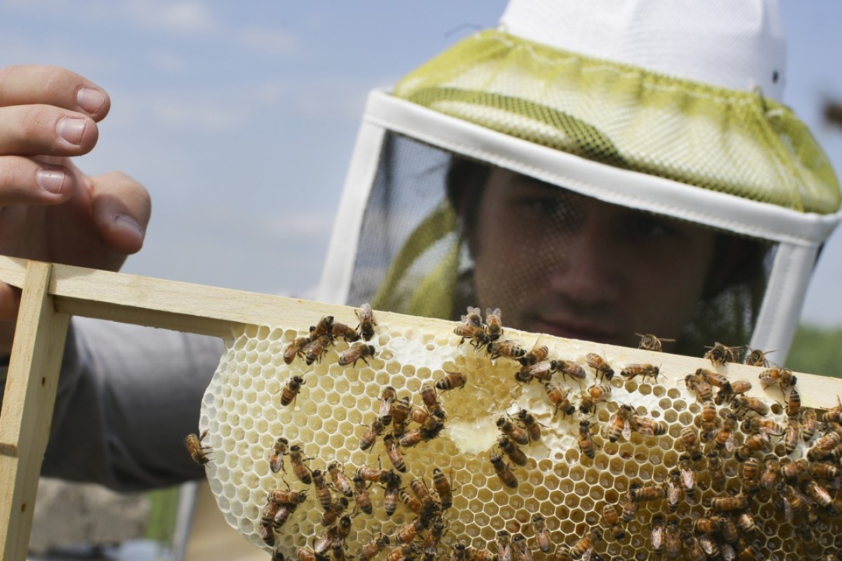 The existential threat facing the honey bee, and what it means for us ...