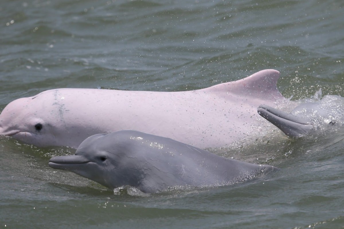 Can these three steps save the Chinese white dolphin in Hong Kong ...