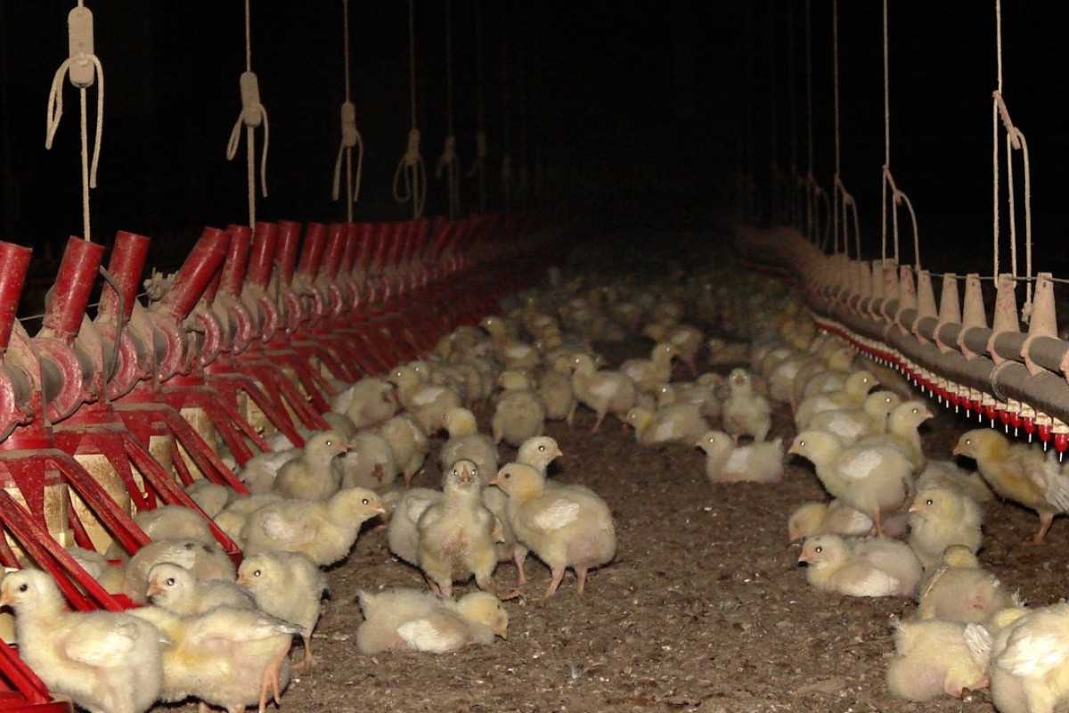 US firm rolls out gentler methods to slaughter chickens in nod to ...