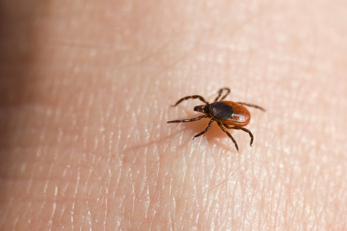 A world first? Japanese woman dies from tick disease after being bitten ...