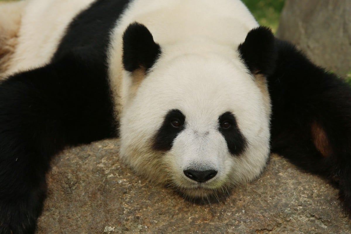 Female giant panda at Hong Kong’s Ocean Park shows signs of pregnancy ...