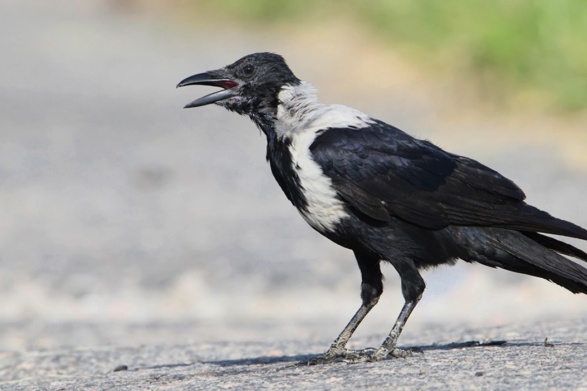 Look out for collared crows in Hong Kong: new study says numbers are ...