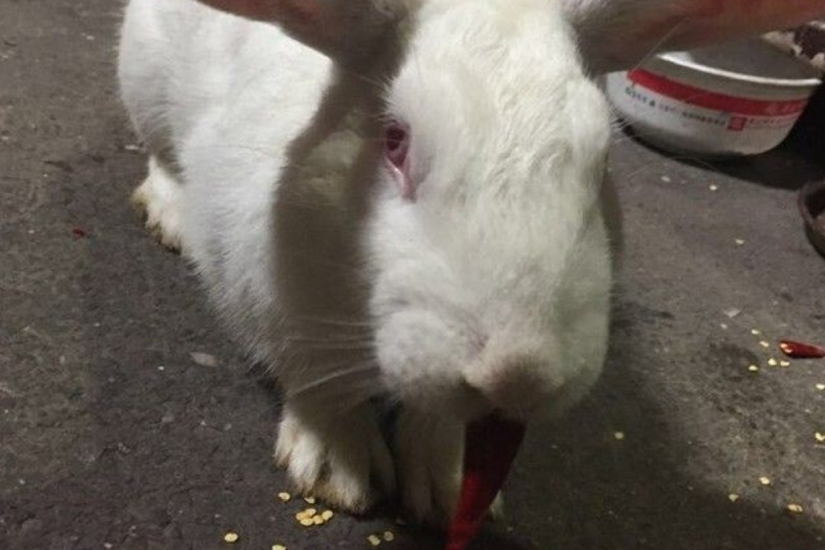 China’s latest internet celebrity is a rabbit with a taste for chilli ...