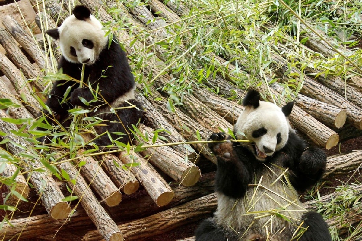 Panda in France expecting twins with Chinese birthing experts on hand ...