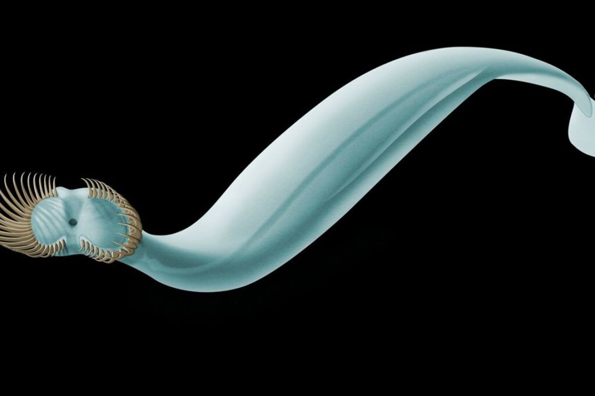 Scientists find tiny prehistoric sea worm dating back to Cambrian age ...