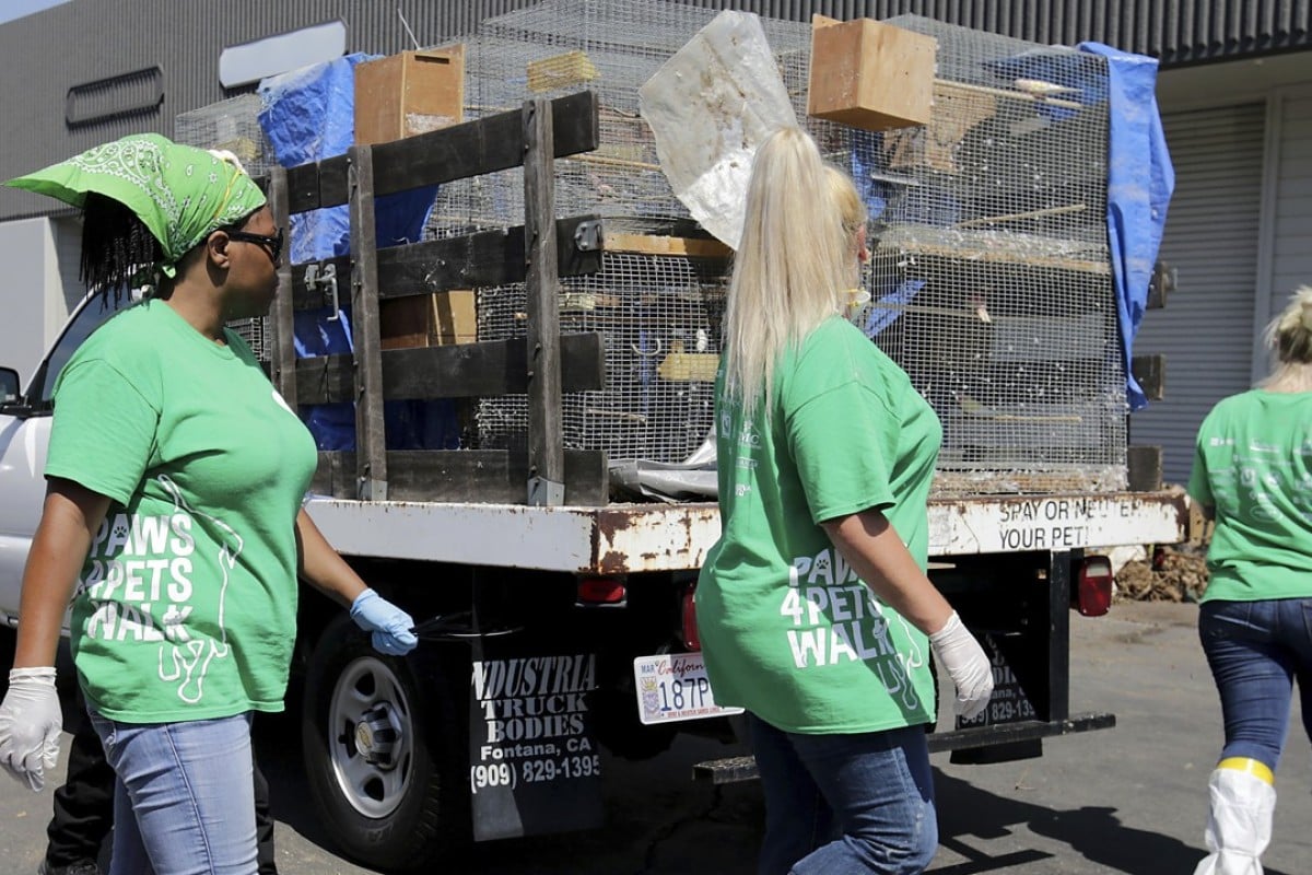Rescuers save 2,000 animals from ‘appalling’ conditions in California ...