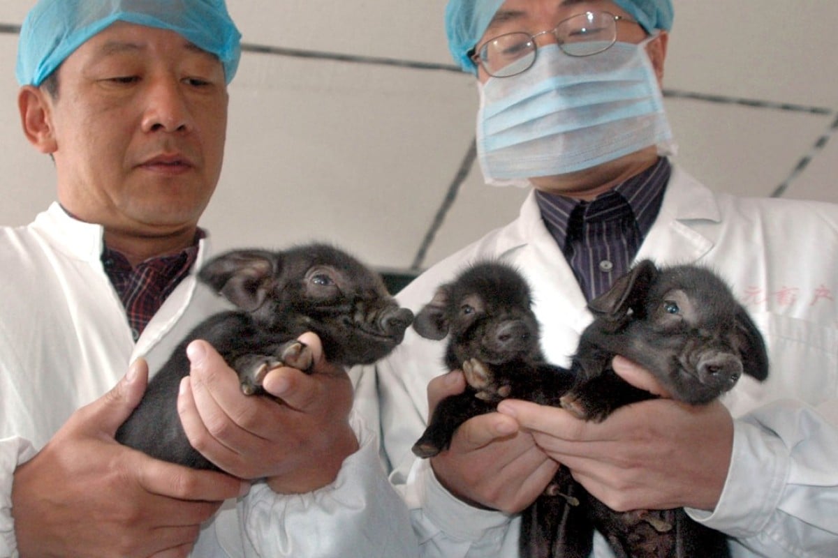 Chinese scientists say they’re close to trials transplanting pig organs ...
