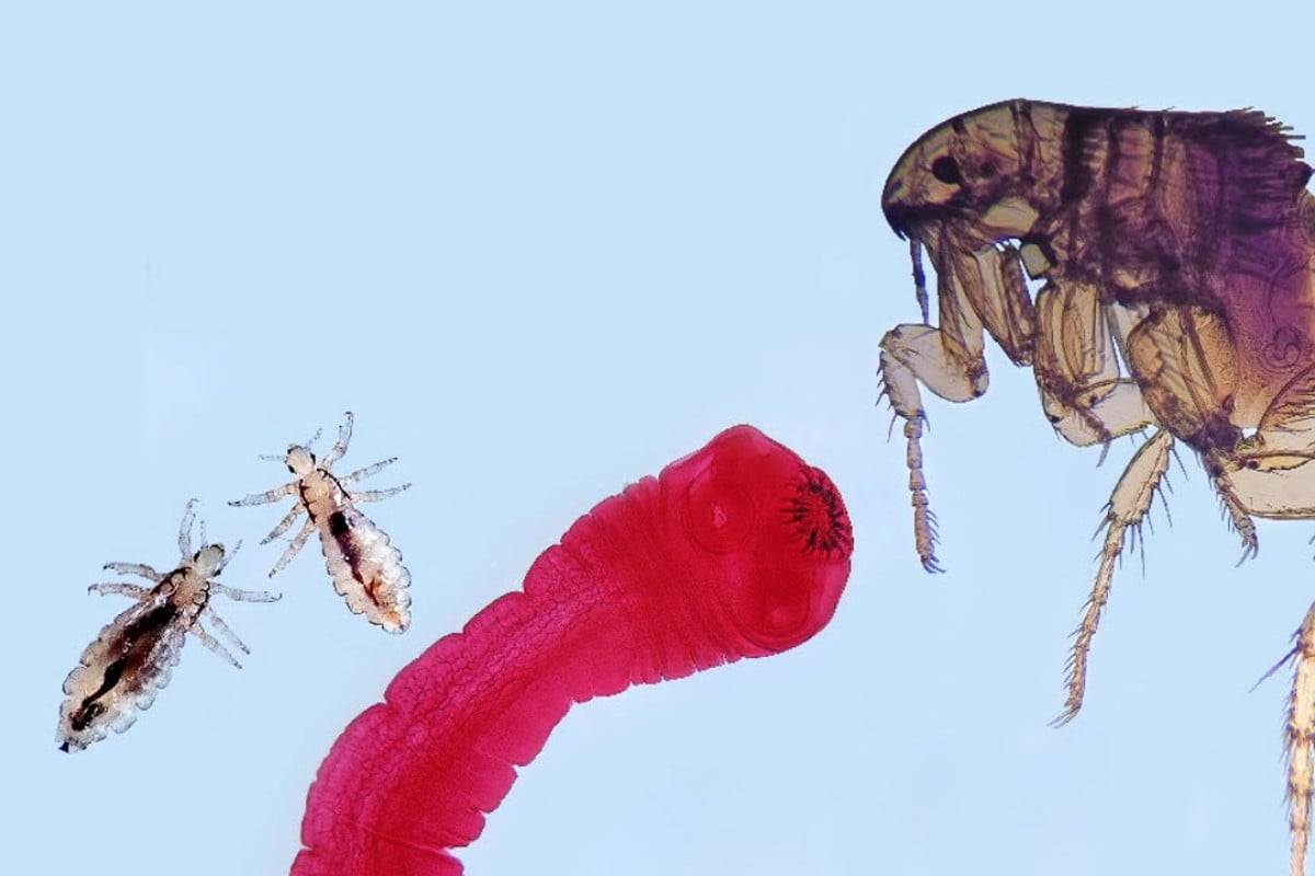 Climate change could wipe out a third of parasite species. Yes, that ...