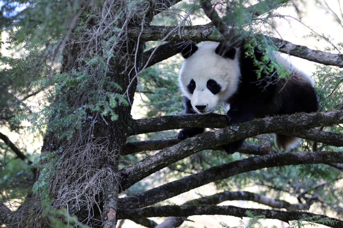 Behind the urgent drive to unite China’s giant panda habitats in one ...