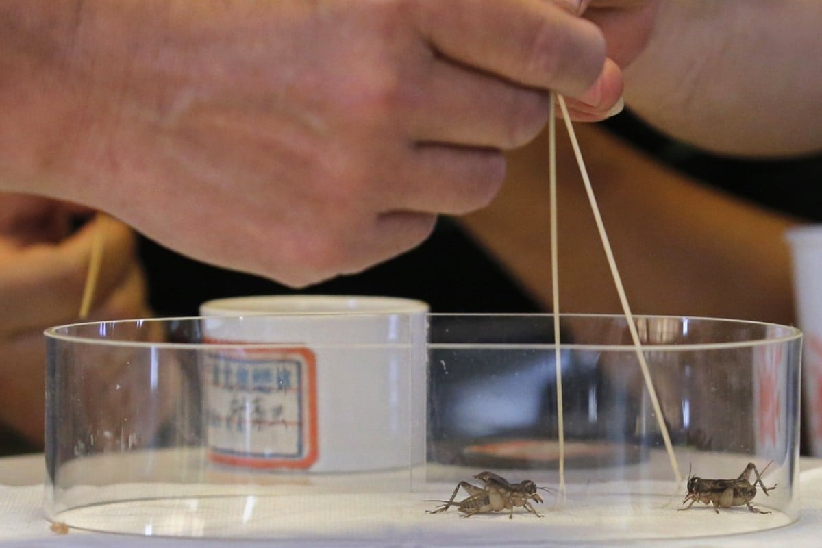 China’s cricket catchers cashing in on insects that can float like a ...